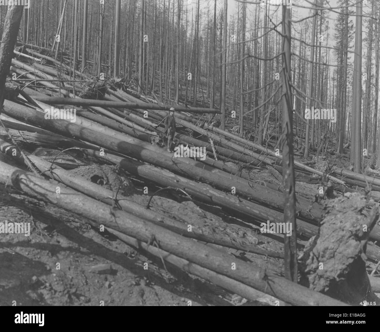 The aftermath of the 1910 fires, one of the largest wildfires in U.S ...