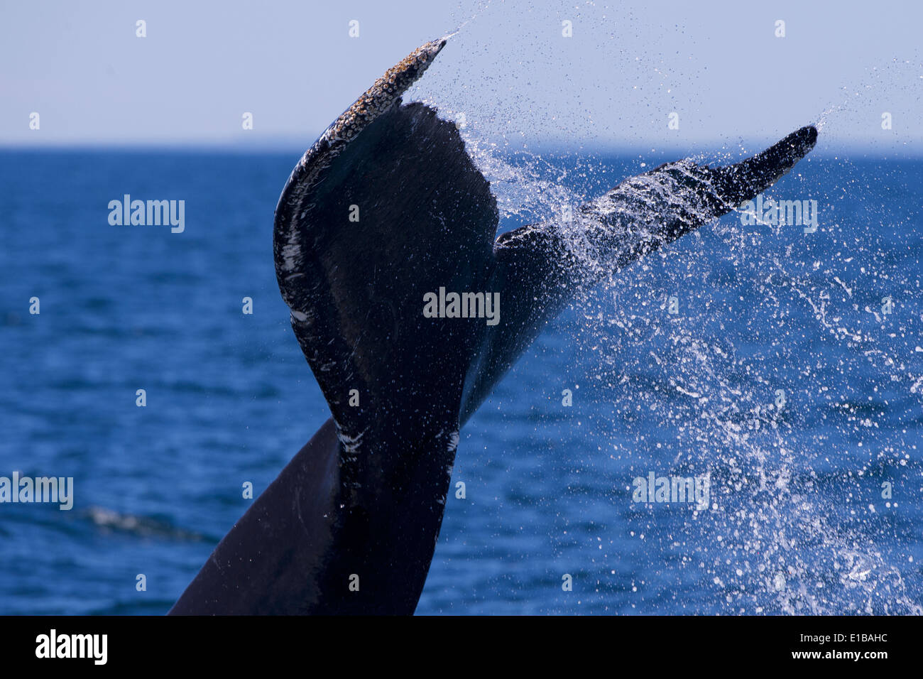 Humpback Whale (Balaenoptera novaeangliae) slapping its fluke against ...