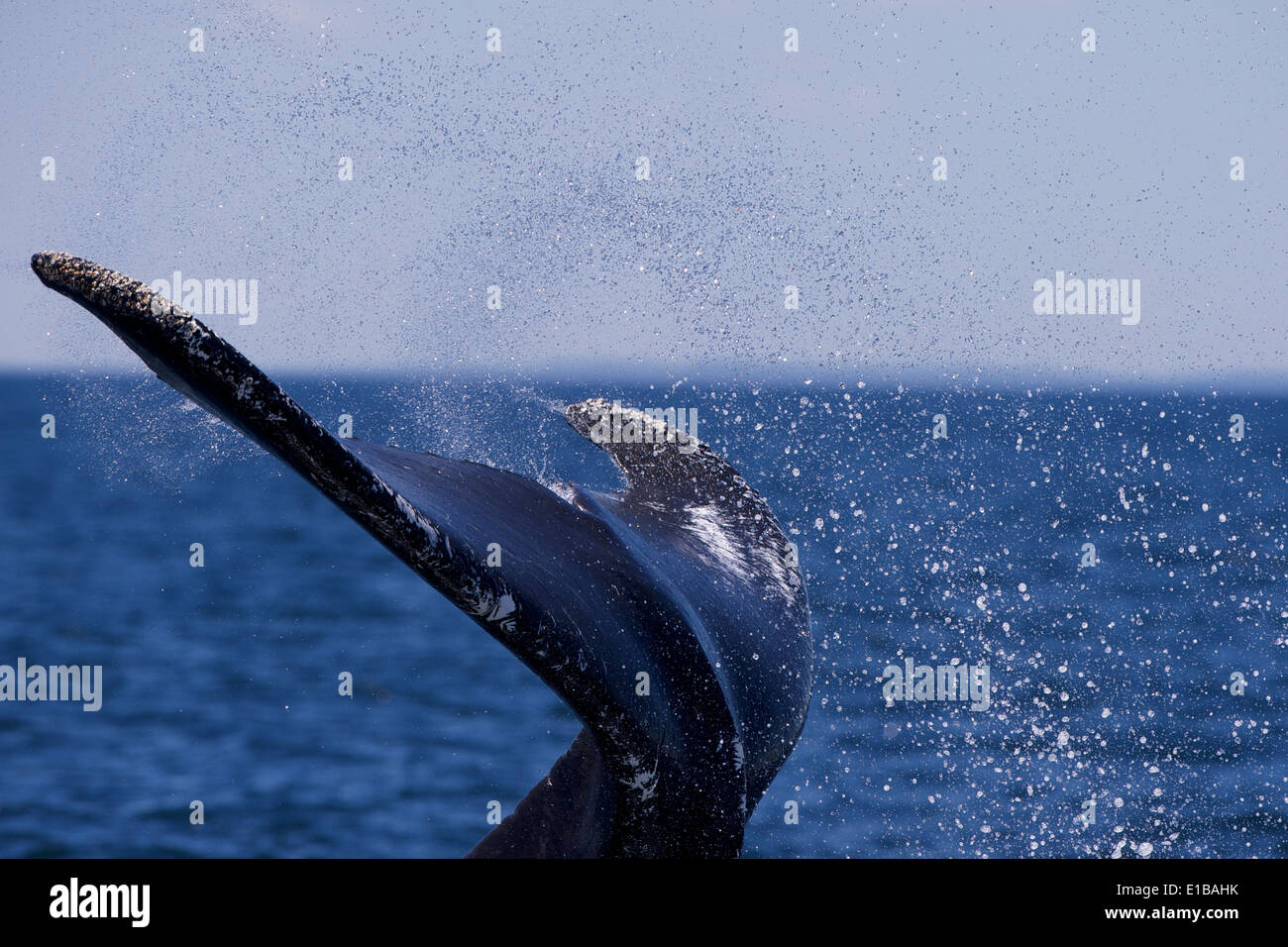 Humpback whale lobtailing hi-res stock photography and images - Alamy