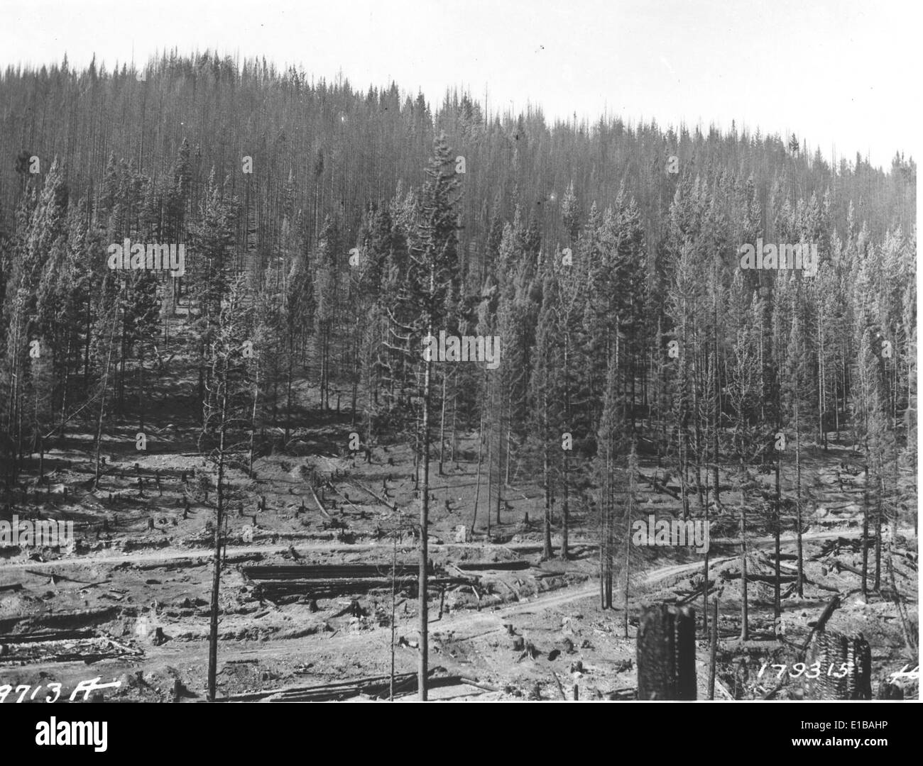 The aftermath of the 1910 Fires in the western U.S. led to widespread ...