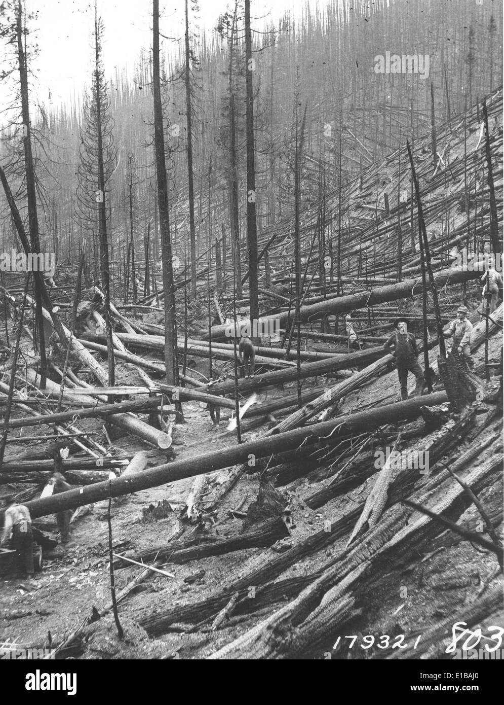 The 1910 fires, one of the largest wildfires in U.S. history, had a ...