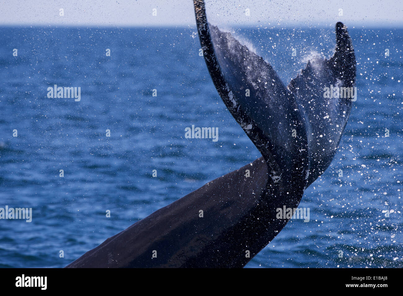 Humpback whale lobtailing hi-res stock photography and images - Alamy