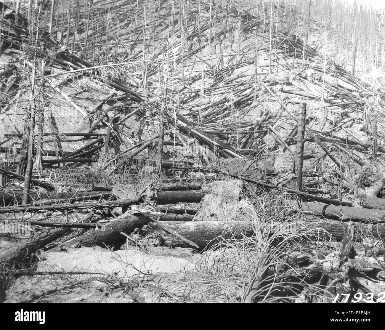 The aftermath of the 1910 fires dramatically altered the landscape of ...