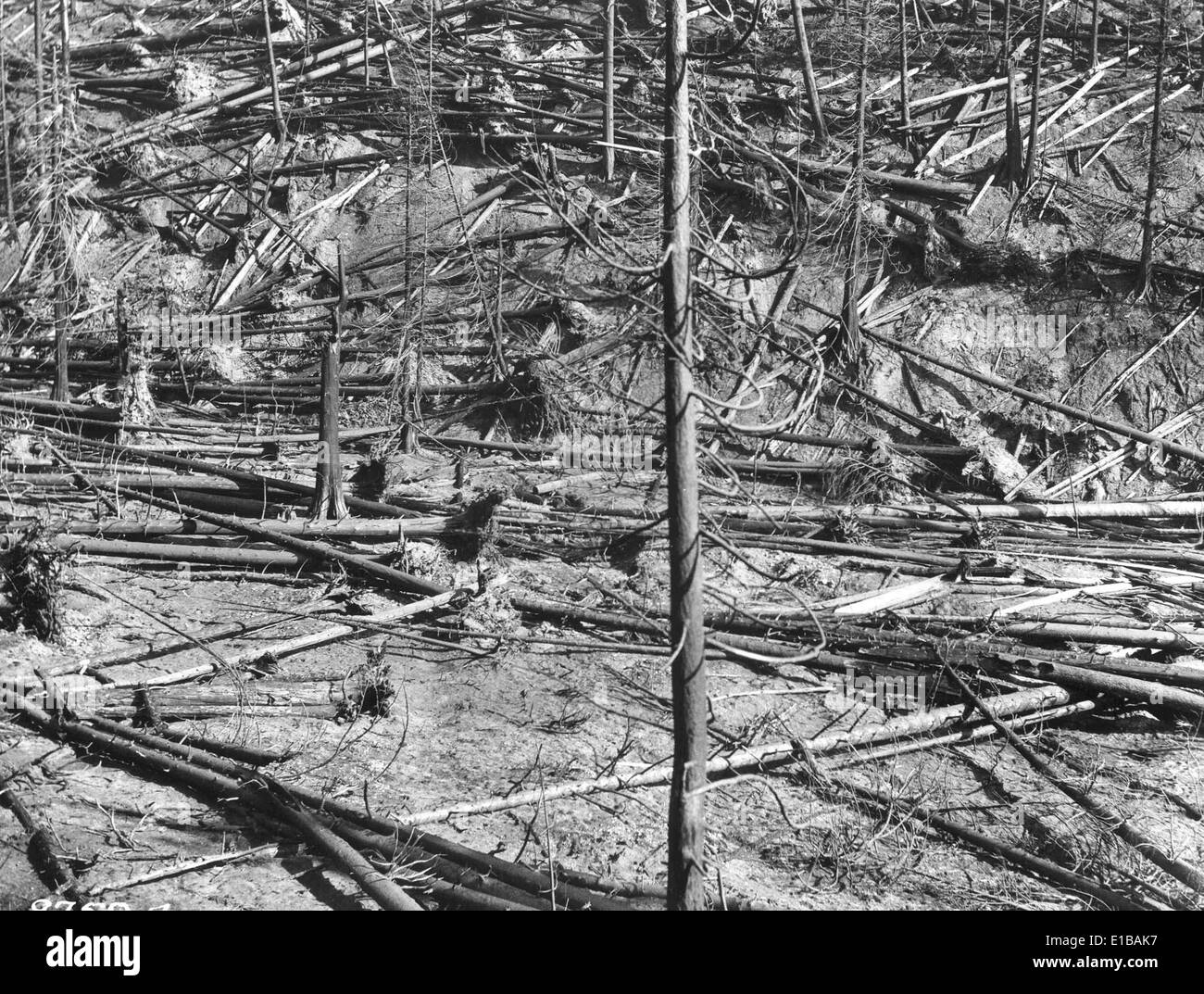 The aftermath of the 1910 fires in the western U.S. left behind vast ...