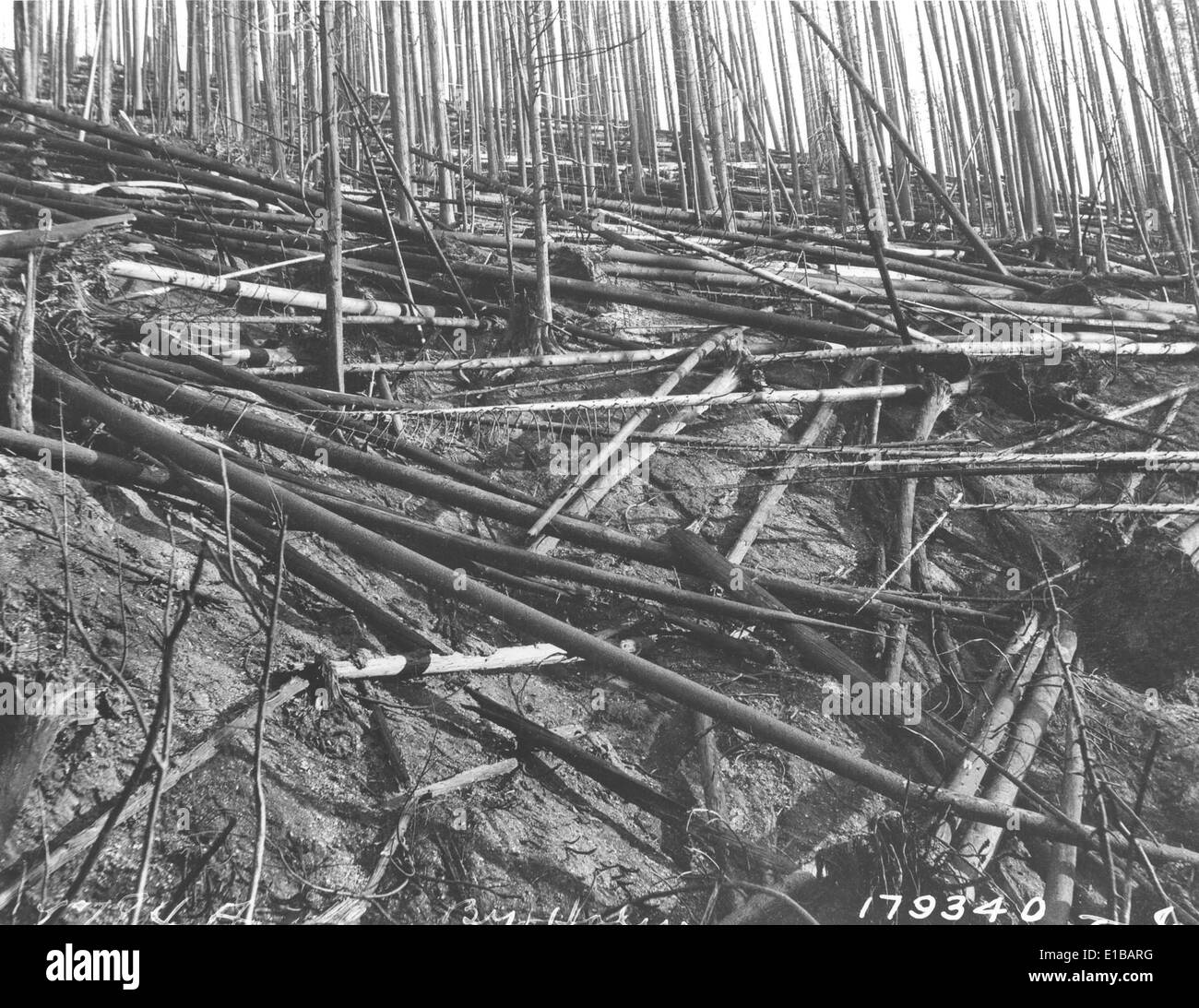 The aftermath of the 1910 fires left a lasting impact on the forests of ...