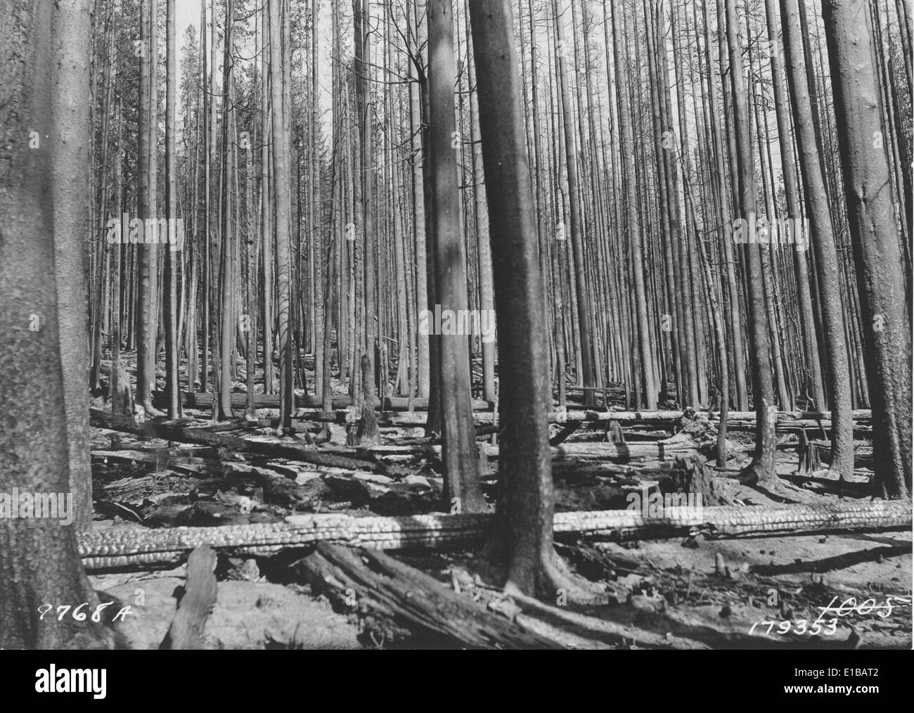 The 1910 Fires were a series of wildfires that devastated millions of ...