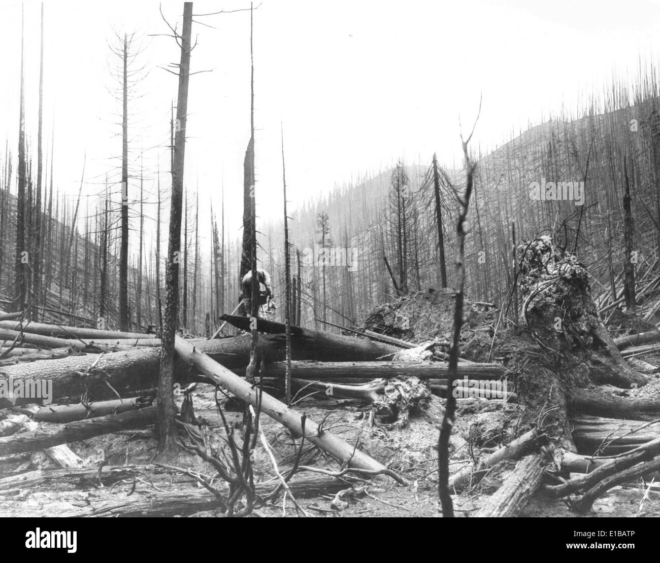 The 1910 Fires, one of the largest wildfires in U.S. history, left ...