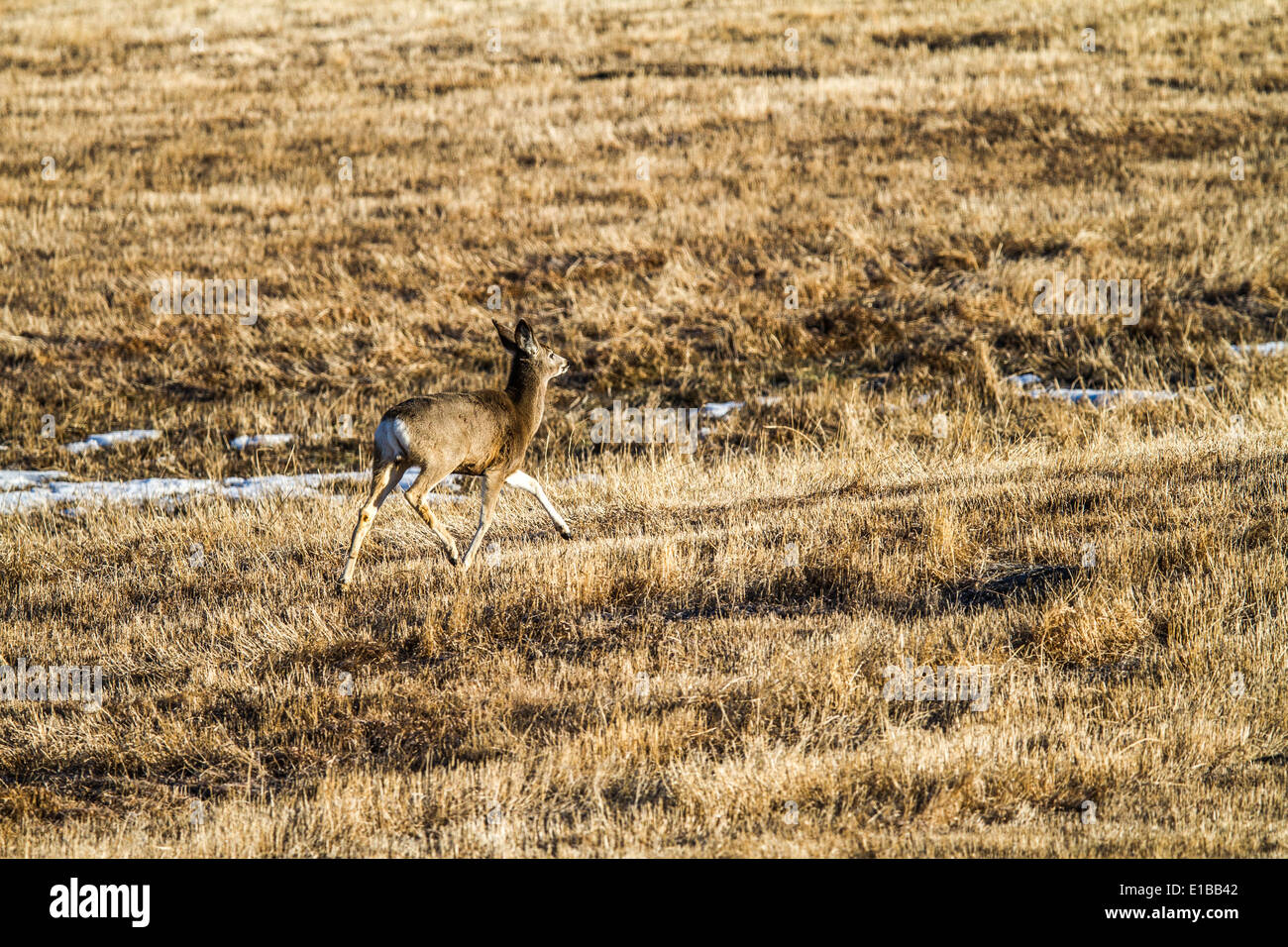 Mule Deer (Odocoileus hemionus) Running in meadow, Kananaskis, Alberta ...