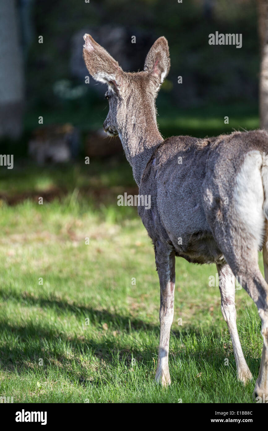 Mule Deer (Odocoileus hemionus) Standing, with ears perked and on alert ...