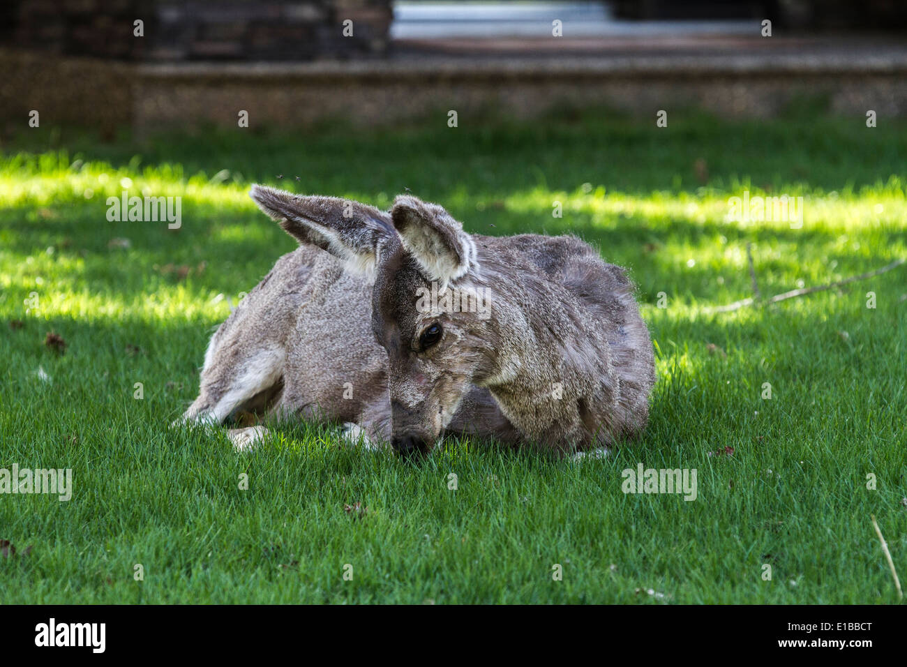 Mule Deer (Odocoileus hemionus) Laying down and resting in the grass ...