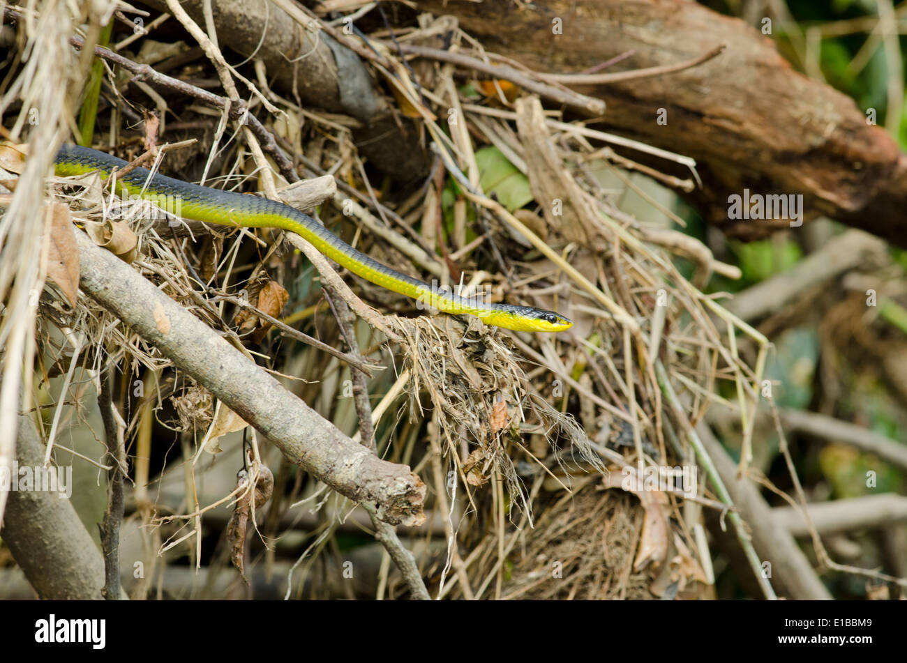 Australia, Queensland, Daintree. Daintree National Park, Daintree River ...