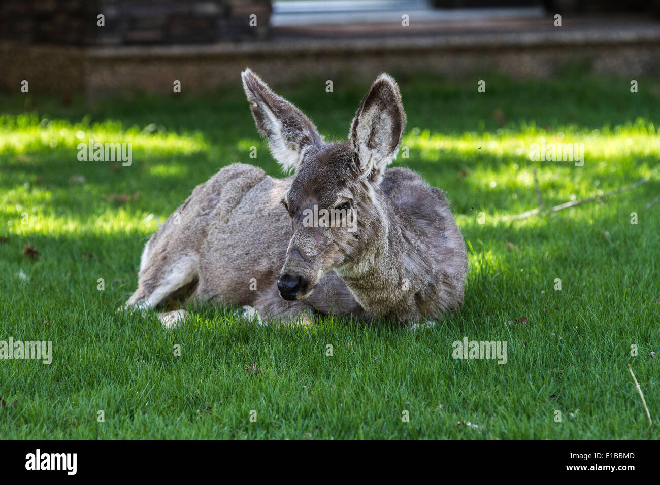 Mule Deer (Odocoileus hemionus) Laying down and resting in the grass ...