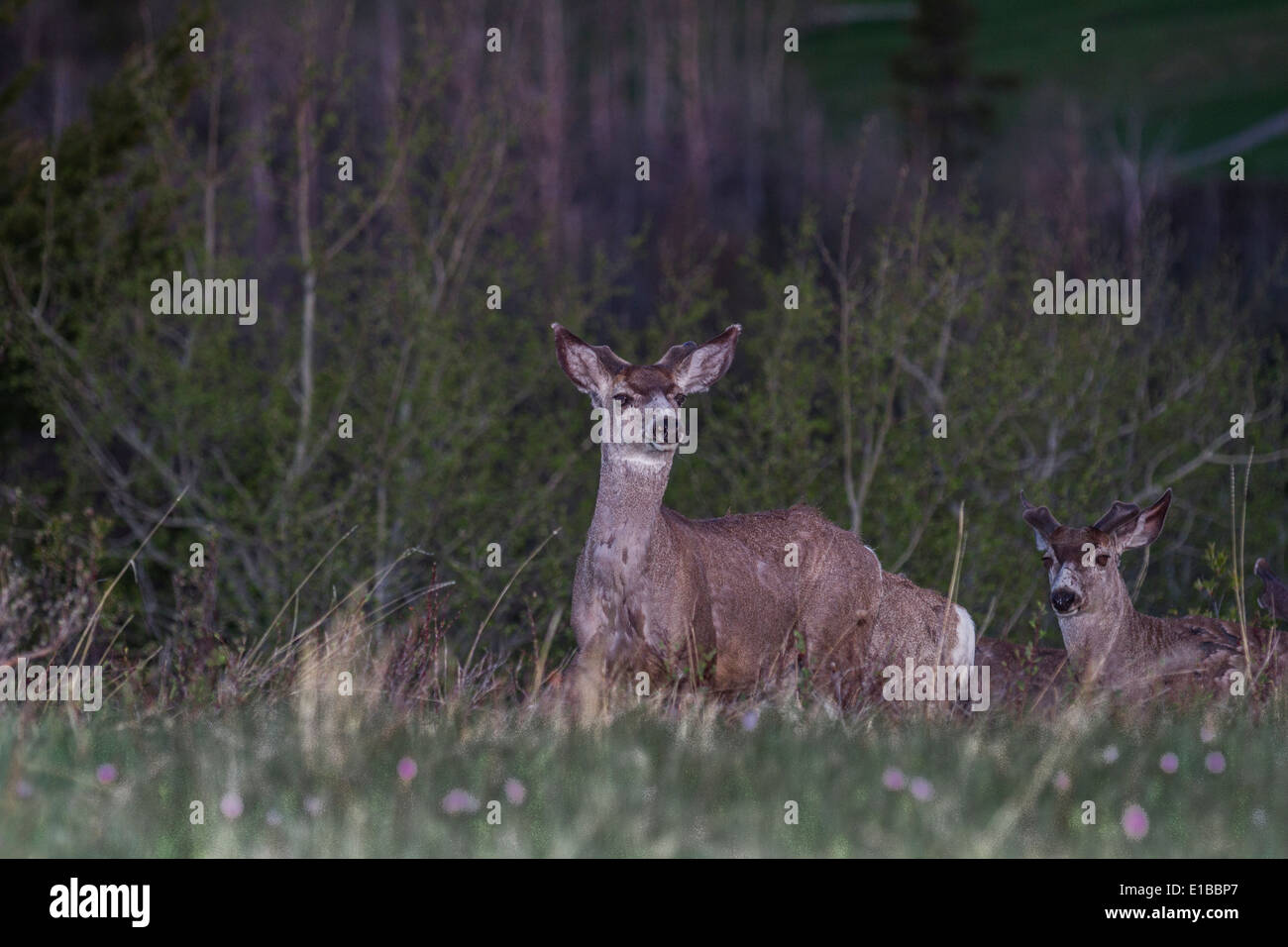 Mule Deer (Odocoileus hemionus) Standing, with ears perked and on alert ...