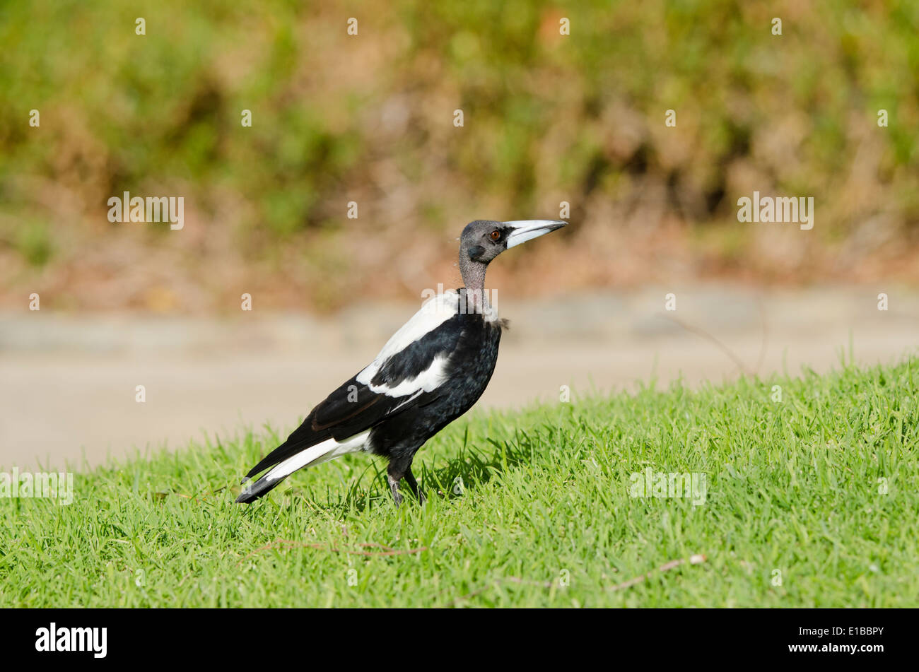 Australia, Western Australia, Perth. King's Park. Western magpie (WILD ...