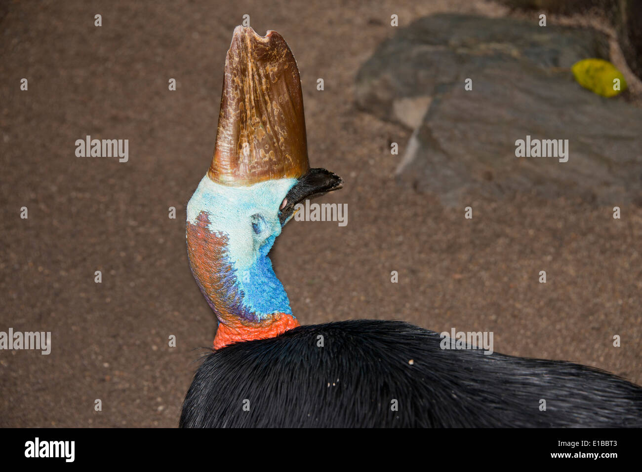 Cassowary casuarius bird zoo hi-res stock photography and images - Alamy