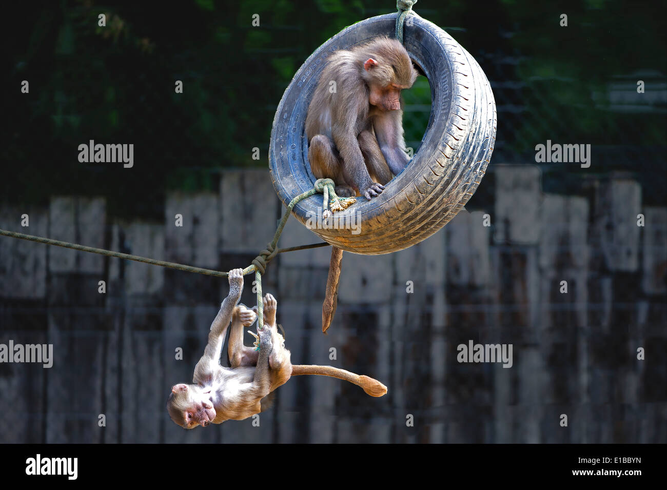 Pavian , affe, monkey, primat, Papio, baboon, meerkatzen, animal,fauna ...