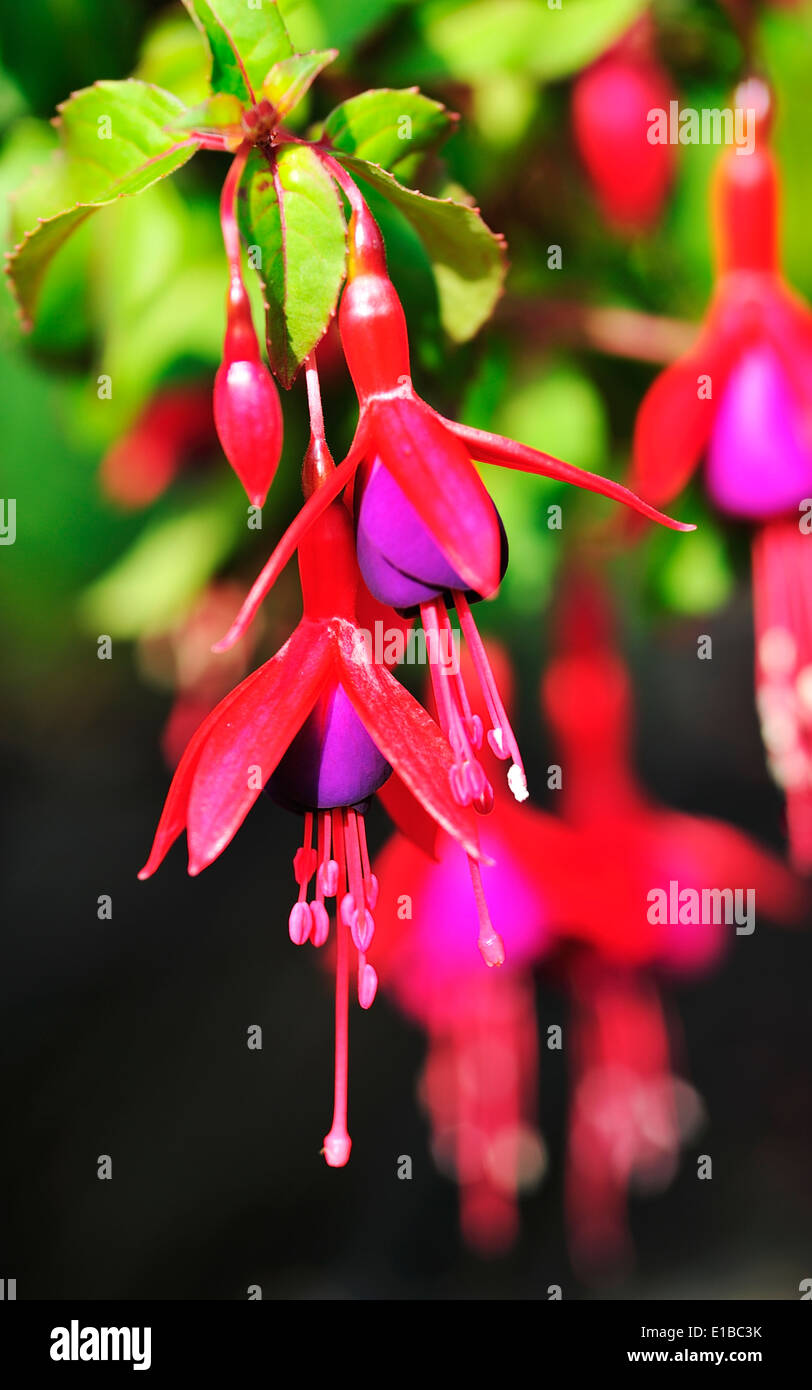 Fuschia wild hi-res stock photography and images - Alamy
