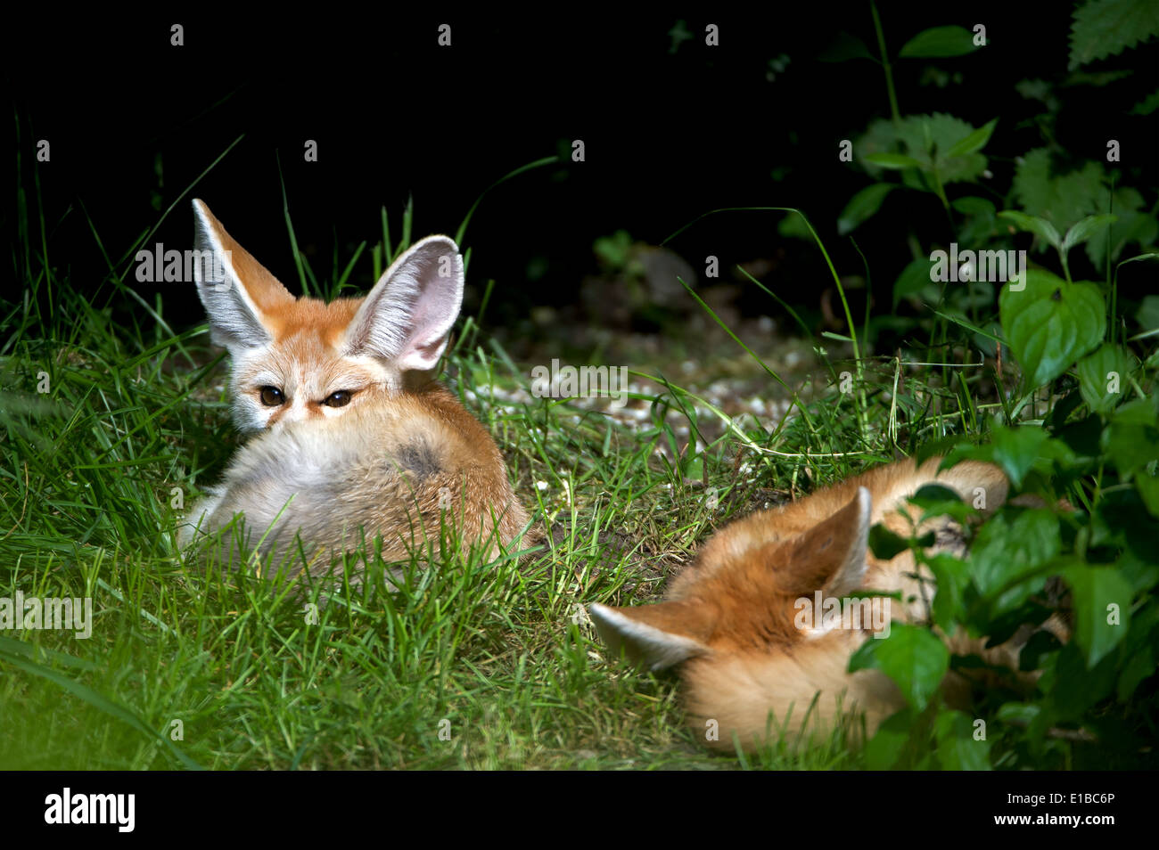 Fennek, Wüstenfuchs , Vulpes zerda, Windhund, fennec fox ,fennec ...