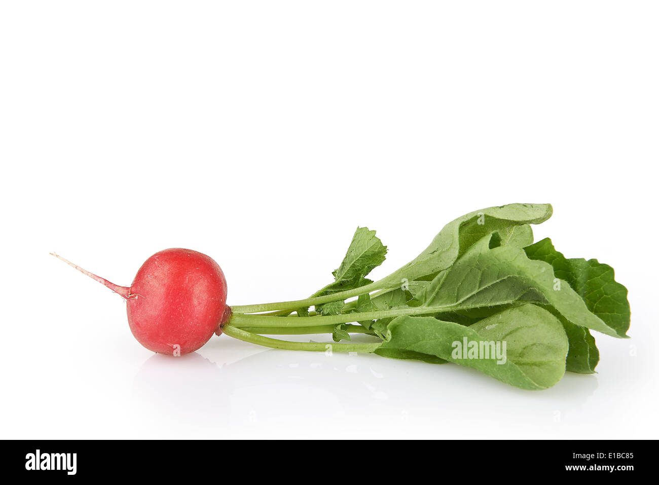 Small garden radish with leaves isolated on white background Stock ...