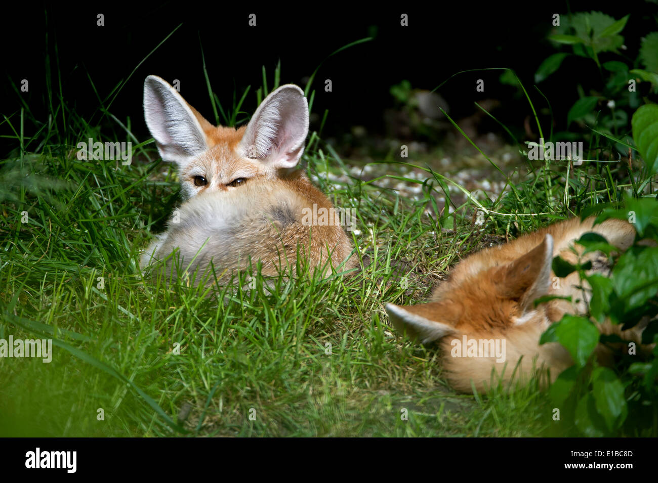 Fennek, Wüstenfuchs , Vulpes zerda, Windhund, fennec fox ,fennec ...