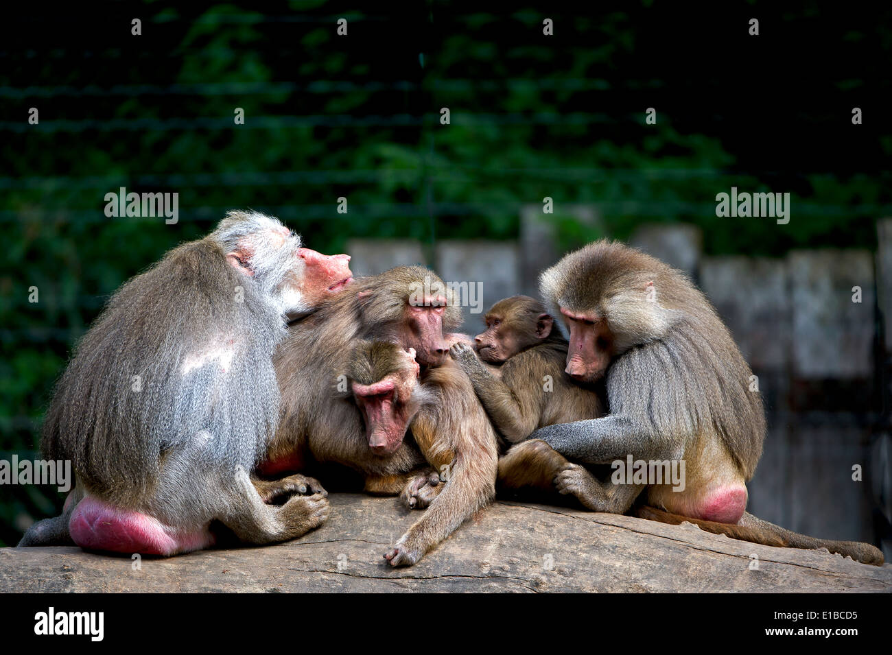 Pavian , affe, monkey, primat, Papio, baboon, meerkatzen, animal,fauna ...