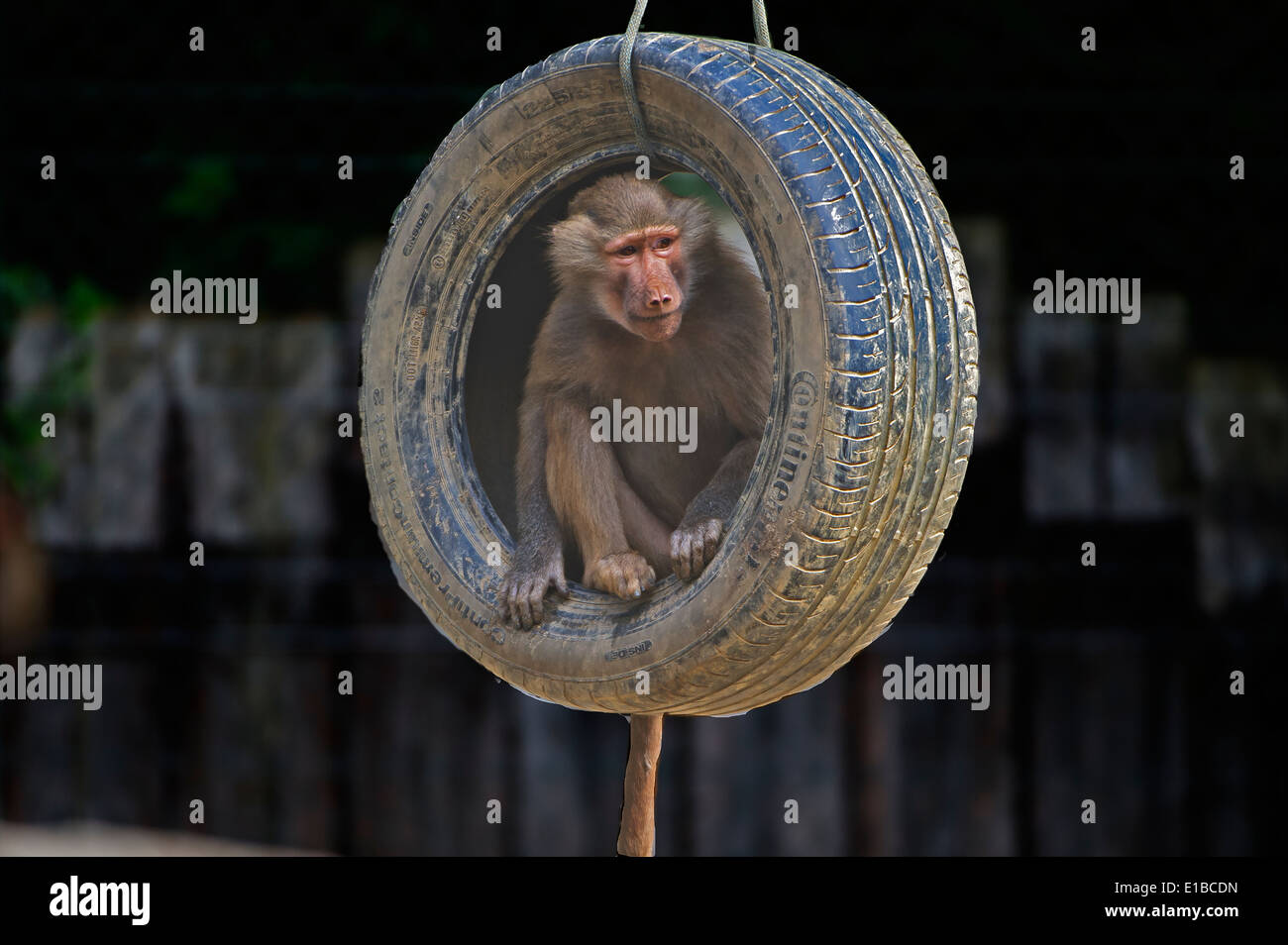 Pavian , affe, monkey, primat, Papio, baboon, meerkatzen, animal,fauna ...