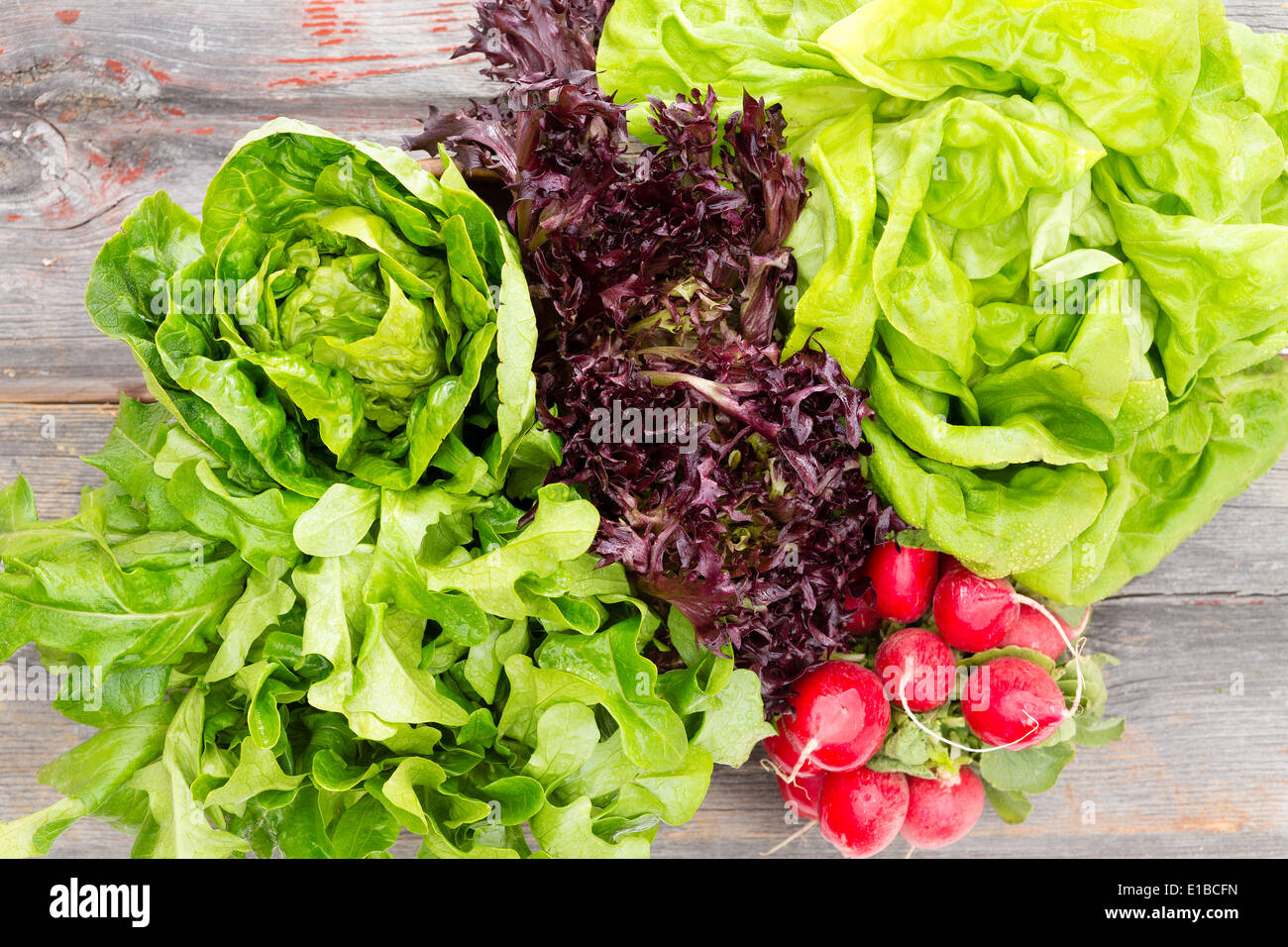 Overhead view of heads of assorted leafy fresh lettuce with a bunch of ...