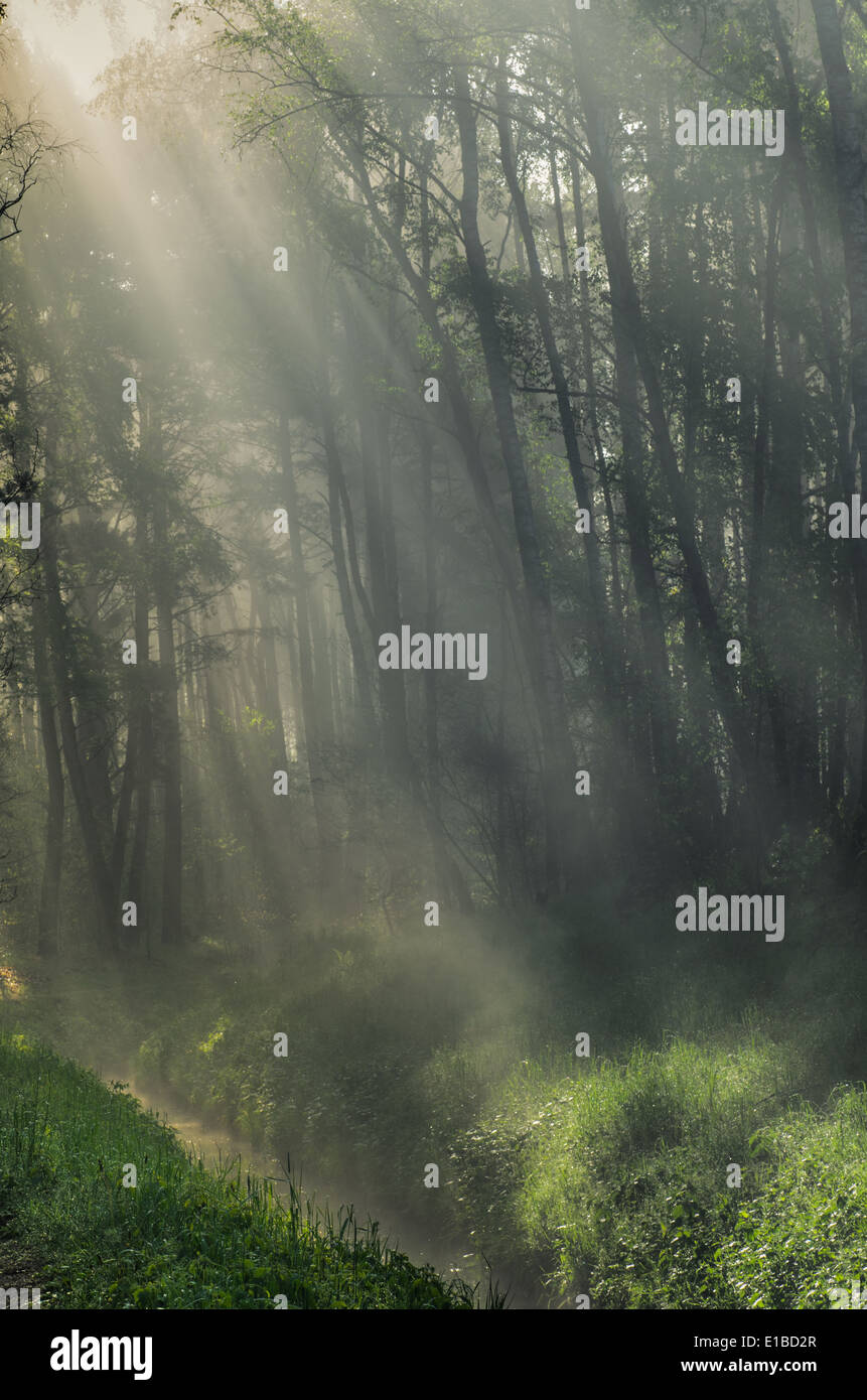 Sunbeams trees hi-res stock photography and images - Alamy
