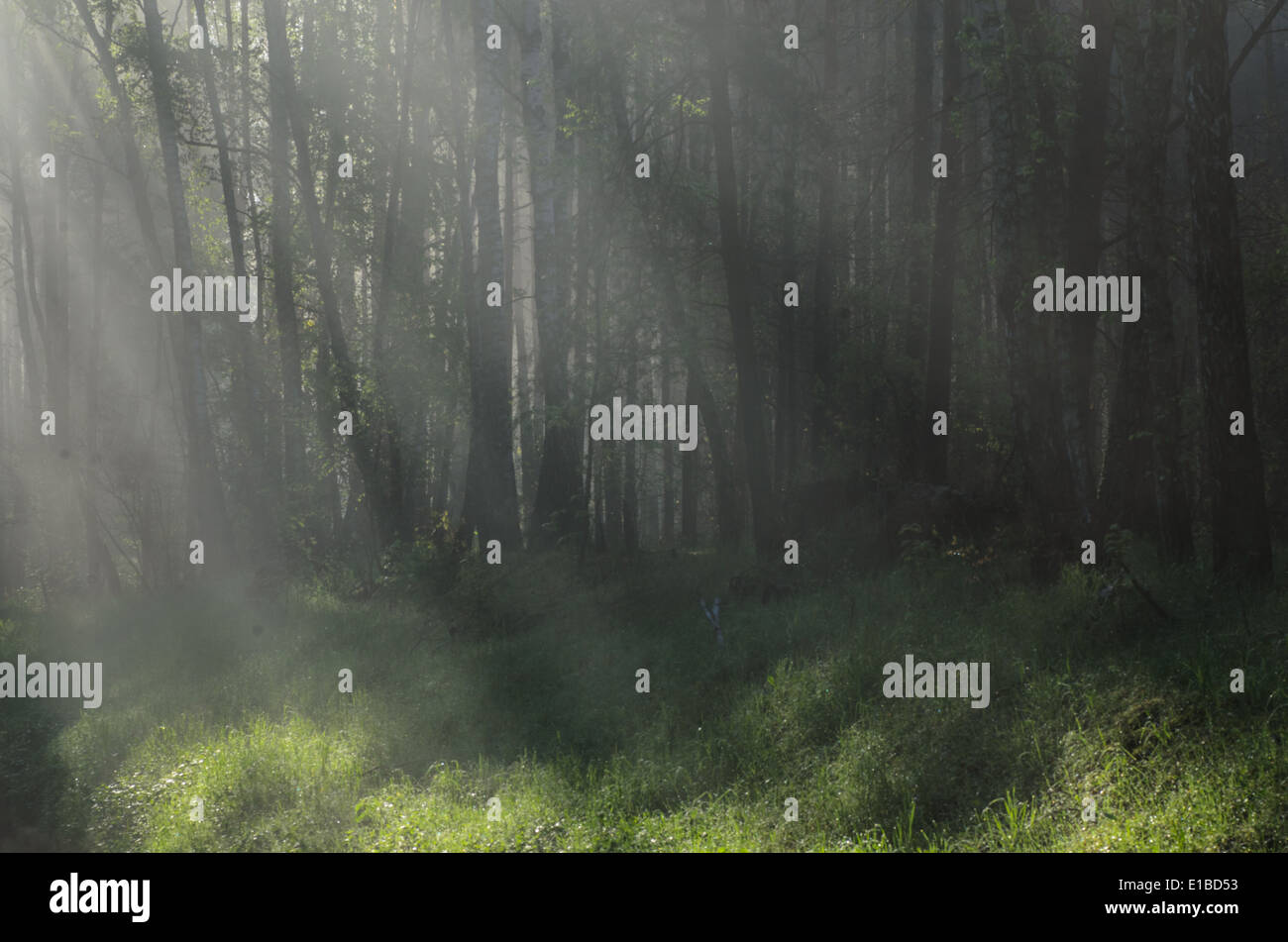 spring forest with sunbeams Stock Photo - Alamy