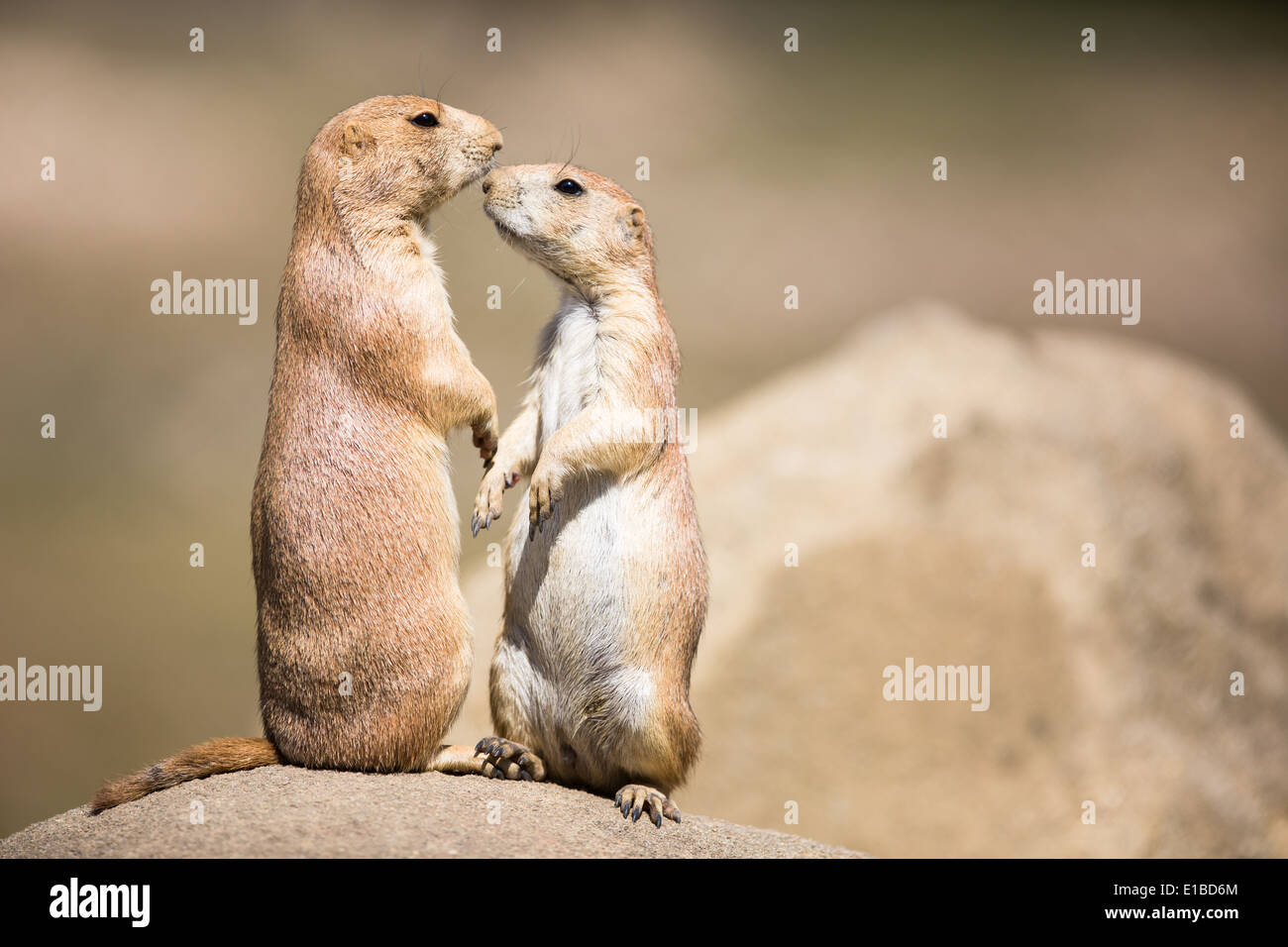 Two prairie dogs (Cynomys ludovicianus) in close communication Stock ...