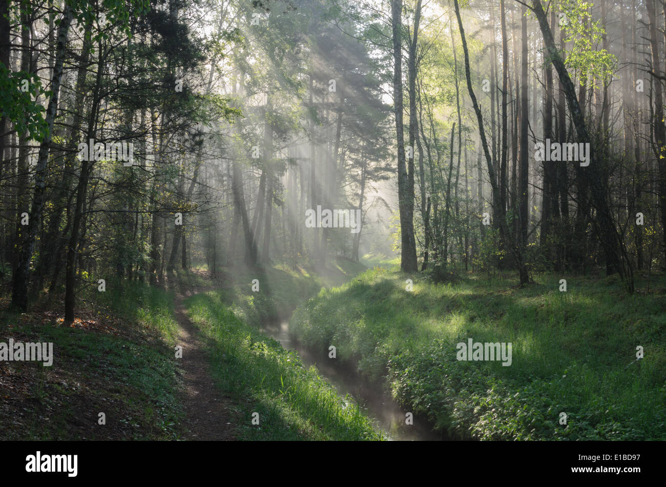 Sunbeams and trees hi-res stock photography and images - Alamy