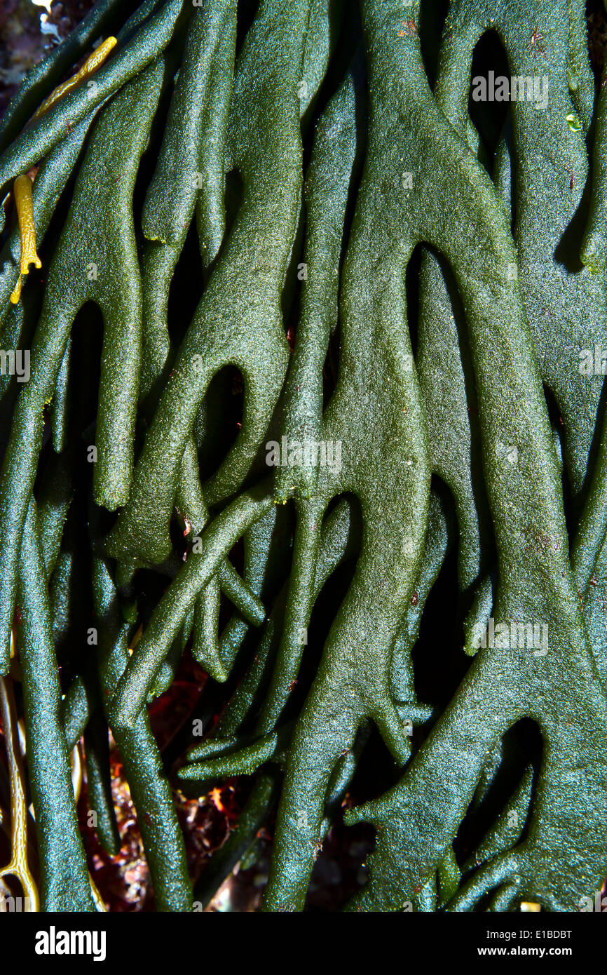 Intertidal zone seaweed hi-res stock photography and images - Alamy