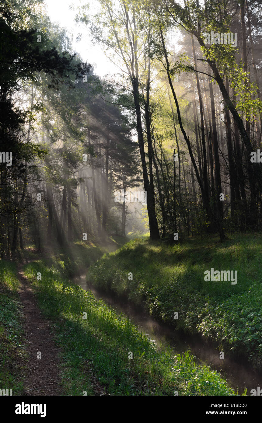 Sunbeams and trees hi-res stock photography and images - Alamy