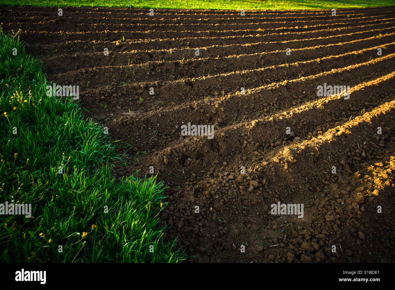 Small field at sunset Stock Photo - Alamy