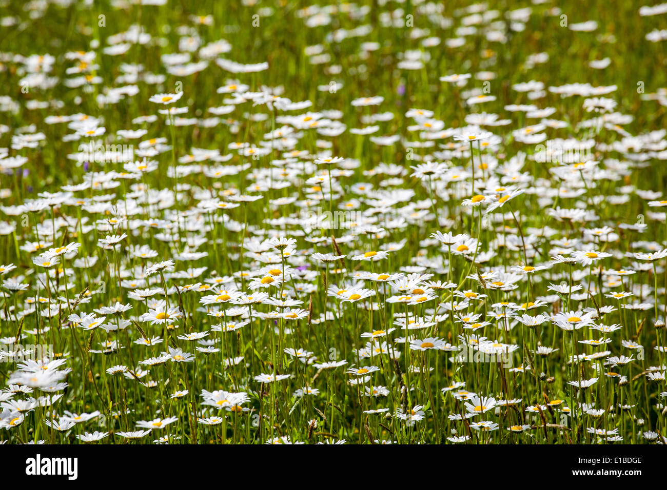 Field of daisies Stock Photo - Alamy