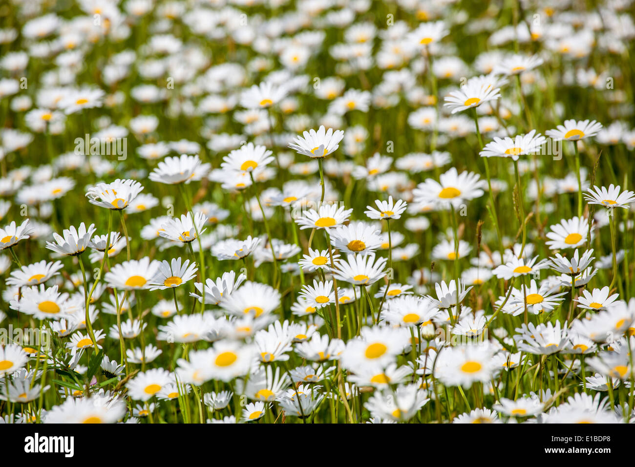 Field of daisies Stock Photo - Alamy