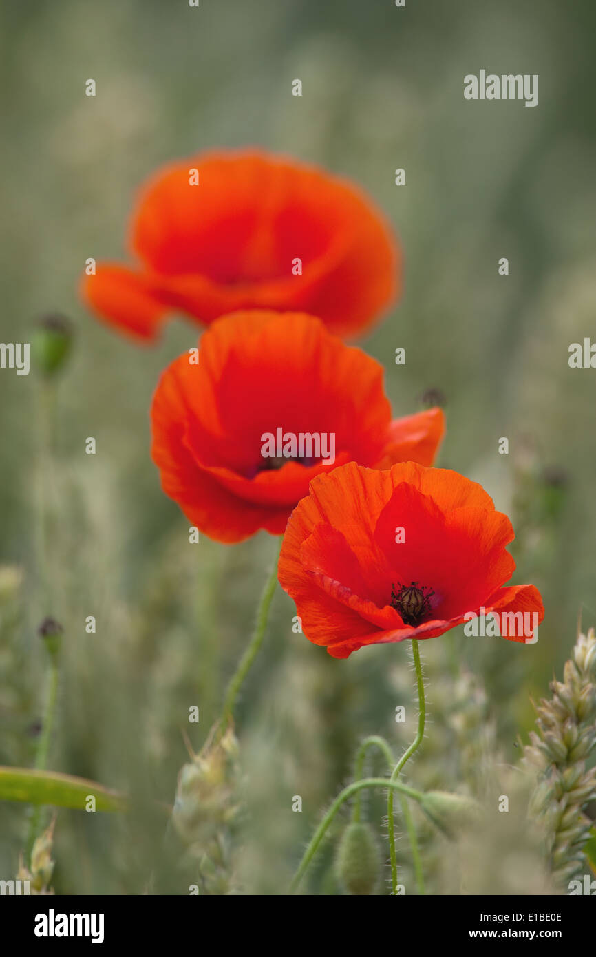 Poppies in profusion Stock Photo - Alamy