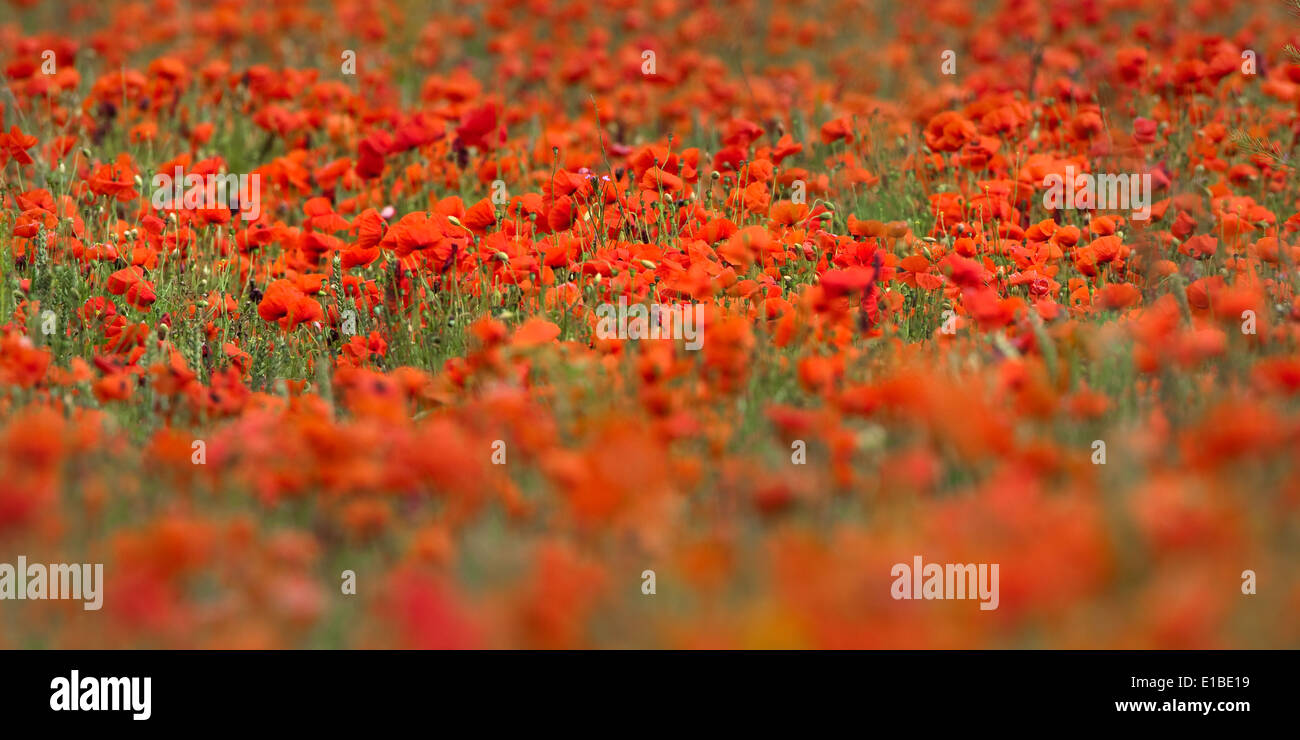 Soil in profusion hi-res stock photography and images - Alamy