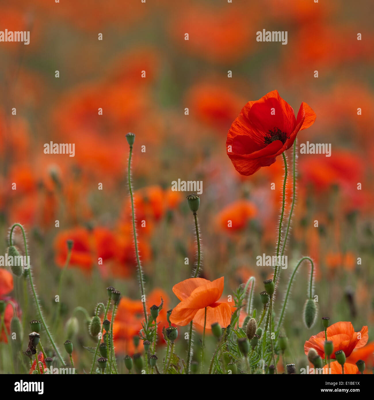 Poppies in profusion Stock Photo - Alamy