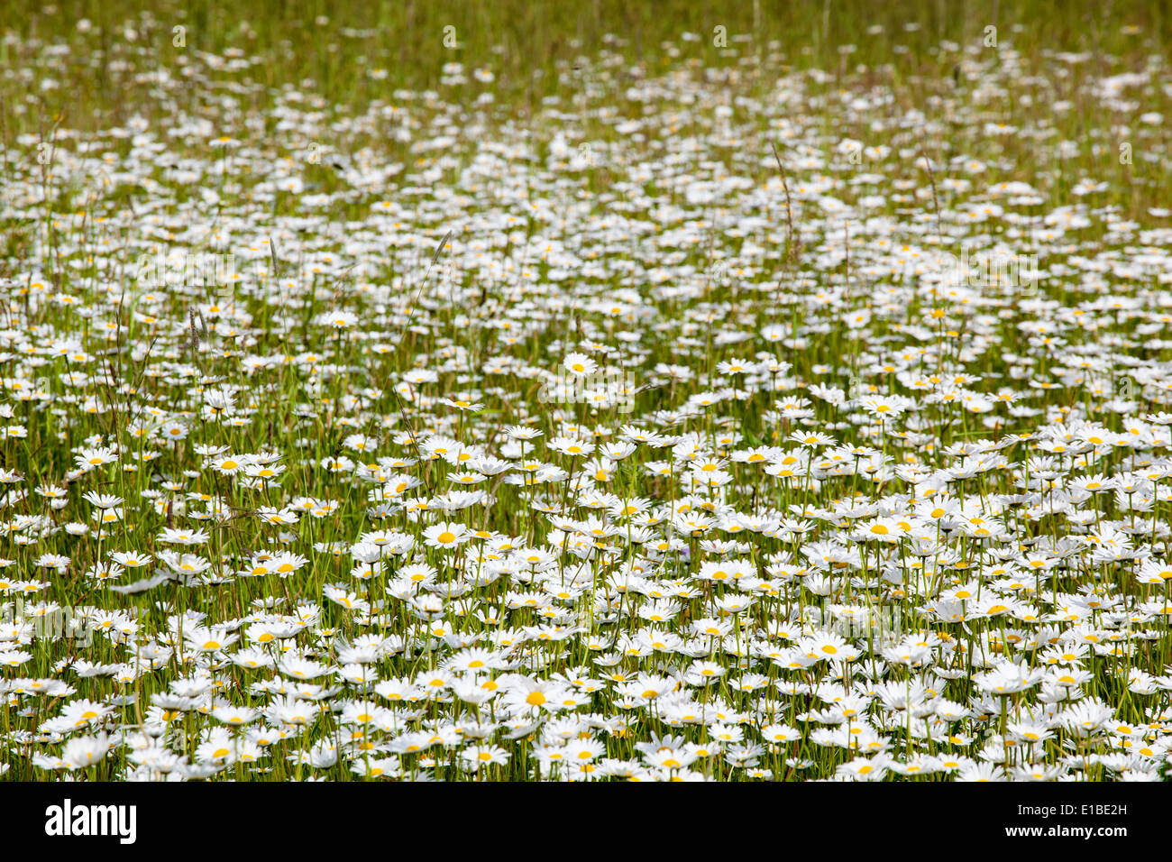Field of daisies Stock Photo - Alamy