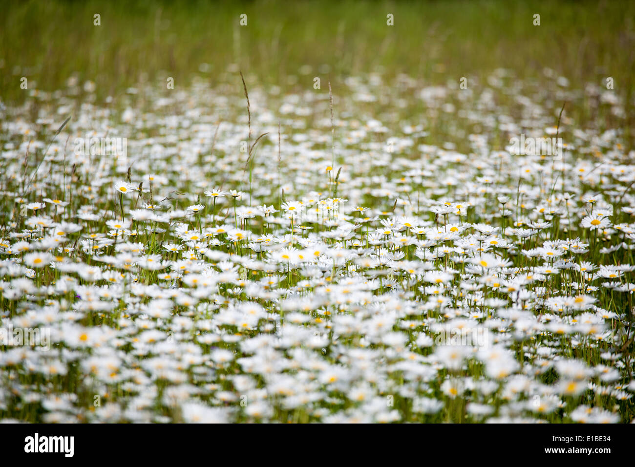 Field of daisies Stock Photo - Alamy