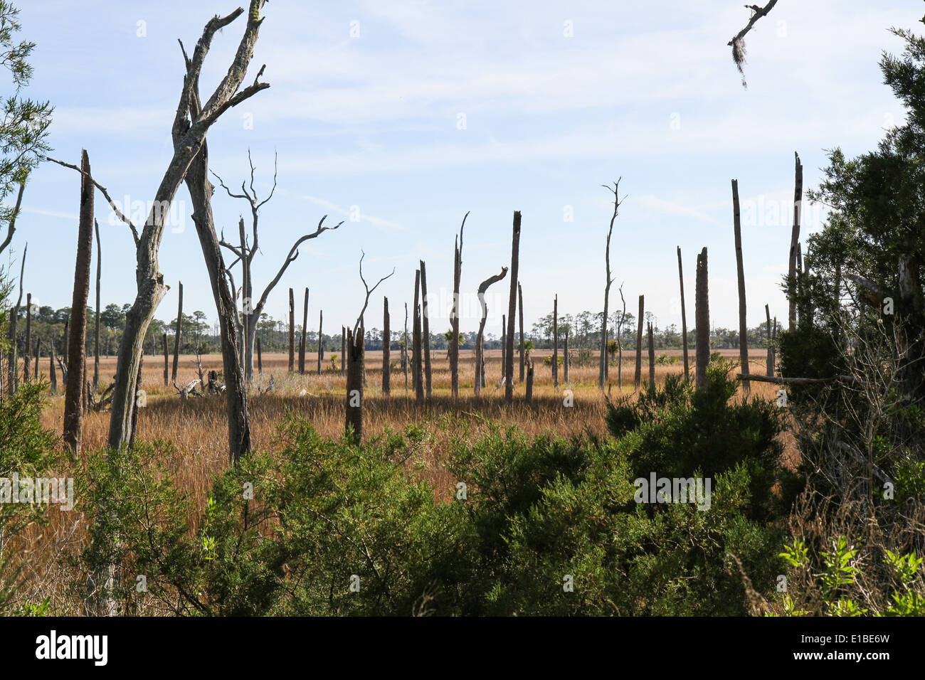 North Florida Marshland Stock Photo - Alamy