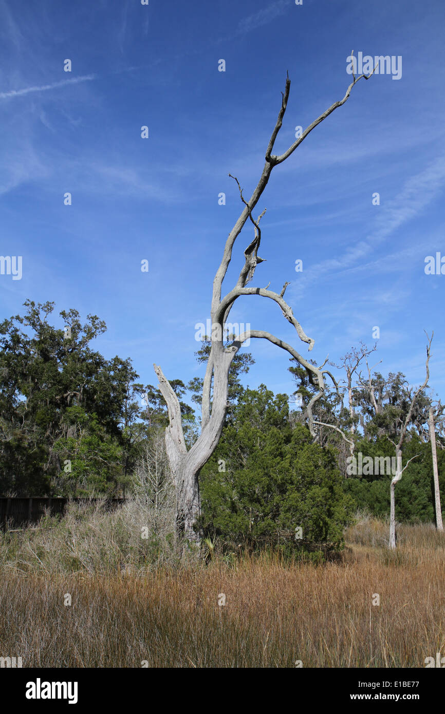 Dead trees marsh hi-res stock photography and images - Alamy