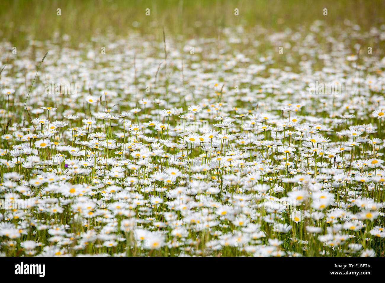 Field of daisies Stock Photo - Alamy