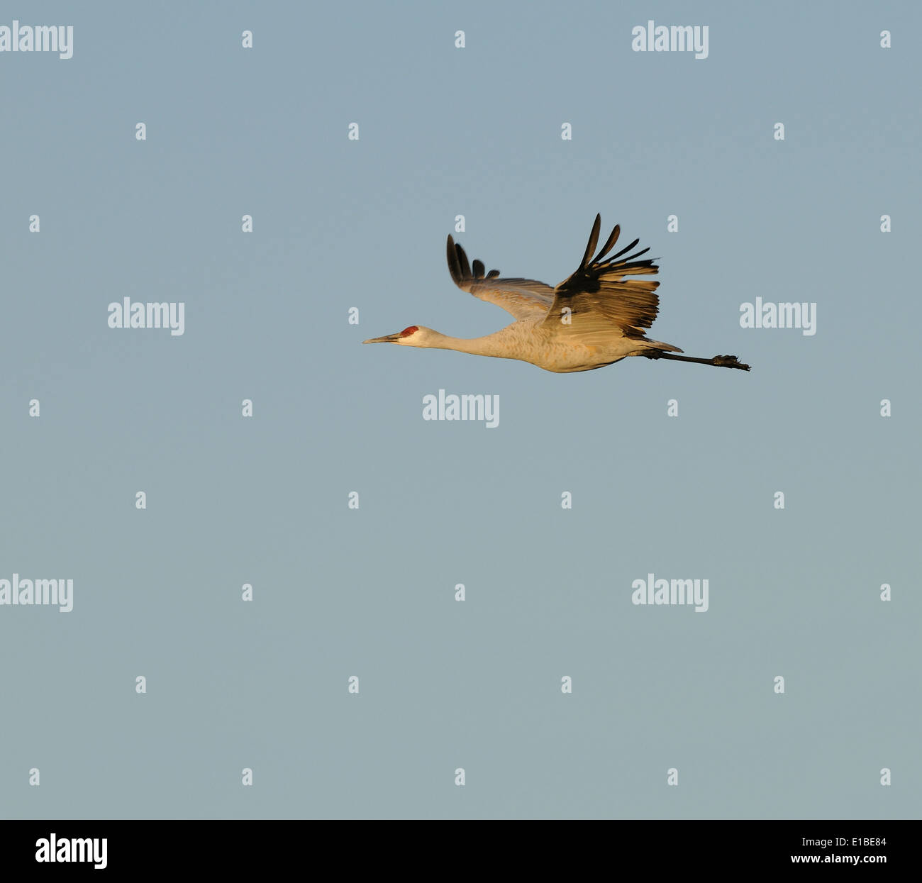 Sandhill Crane flying over the water and the hills at Bosque Del Apache ...