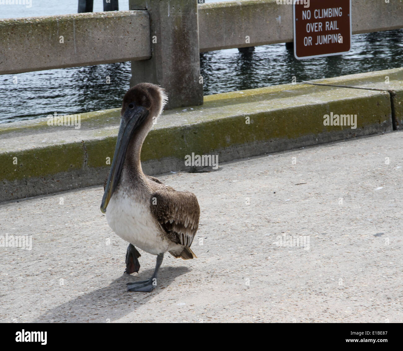Pelican on Pier Stock Photo - Alamy