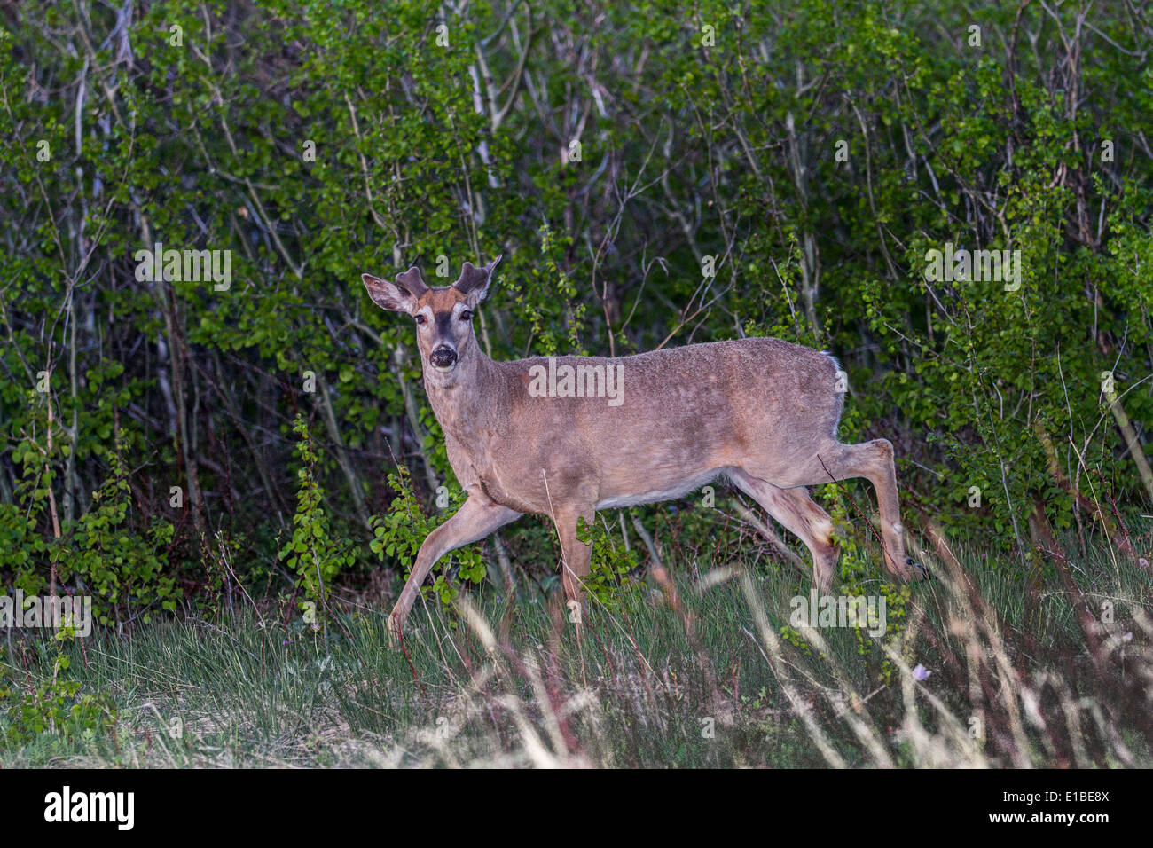 Mule Deer (Odocoileus hemionus) Walking with ears perked and on alert ...