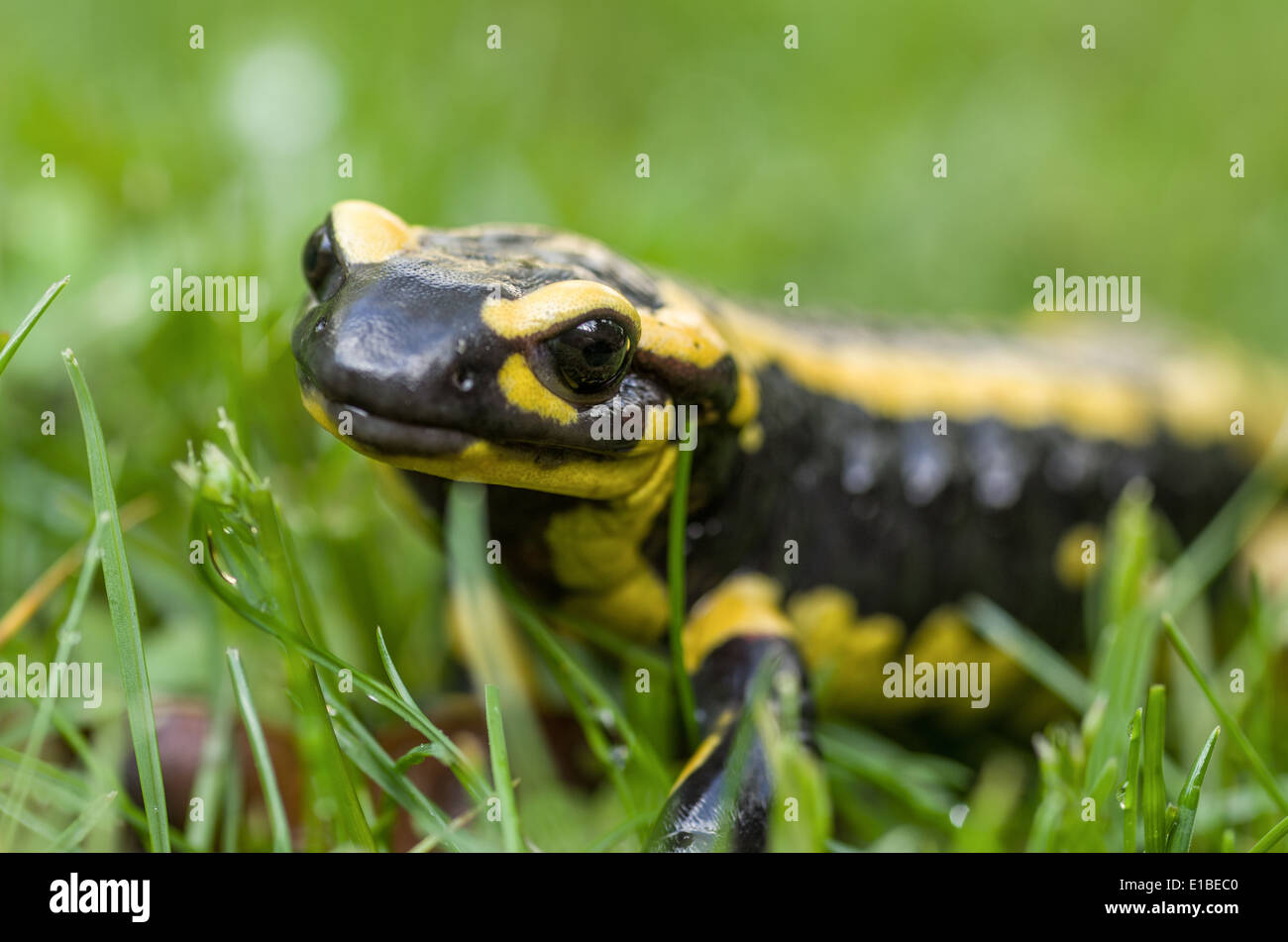 Poisonous salamander hi-res stock photography and images - Alamy