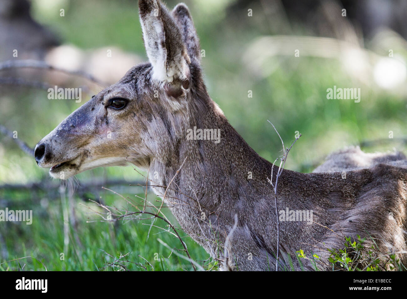 Mule Deer (Odocoileus hemionus) Standing, with ears perked and on alert ...