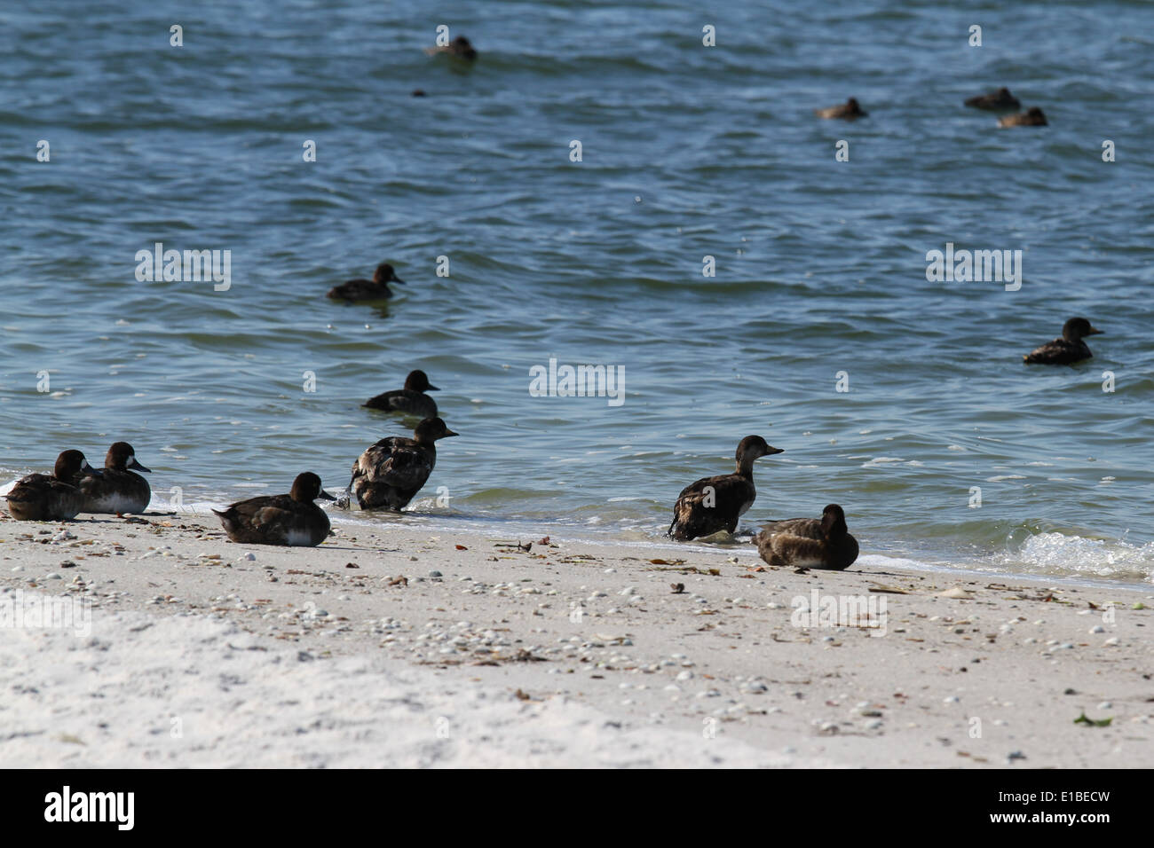 Ducks on Beach Stock Photo - Alamy